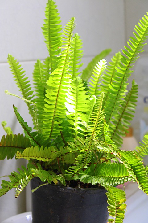 How to Overwinter Boston Fern (Complete Guide) - Gardenisms | My Race
